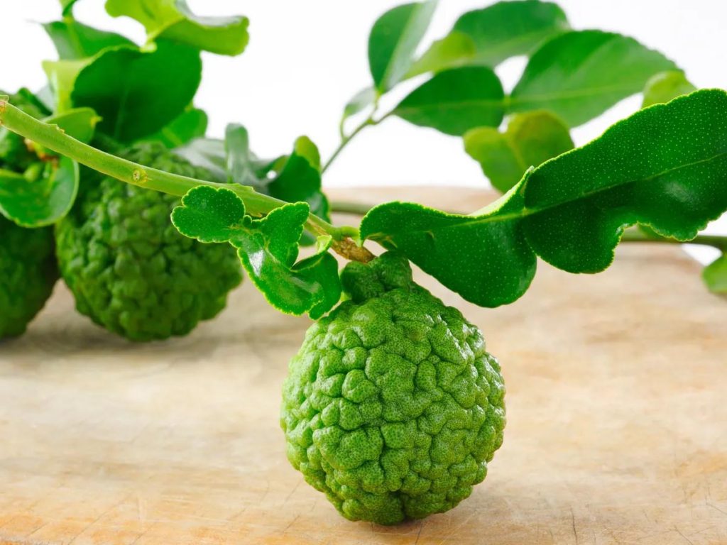 Kaffir Lime Is Good For You! - FBIO